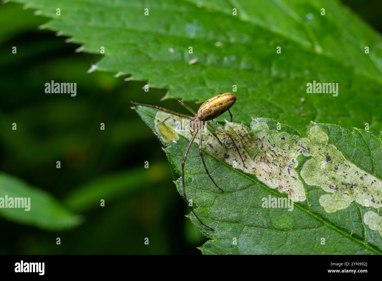 Long Jawed Spider Tetragnatha Extensa Long-Jawed Orb Weaver Spider ...