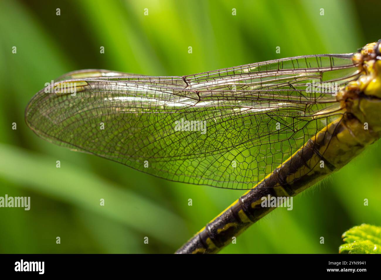 Larval dragonfly grey shell. Nymphal exuvia of Gomphus vulgatissimus ...
