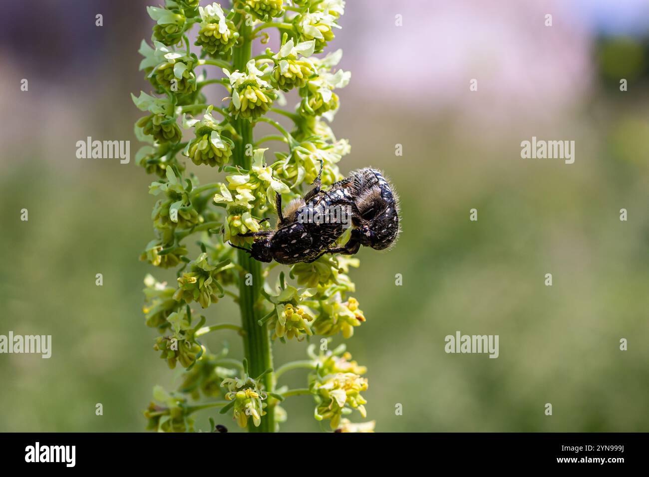 White spotted rose beetle: A Beneficial Insect for Pollination and ...