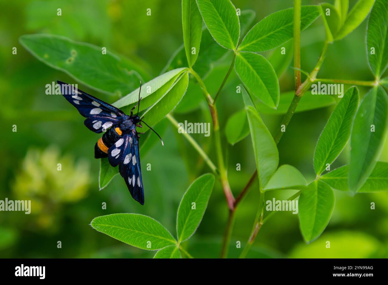 Butterfly czech republic hi-res stock photography and images - Alamy