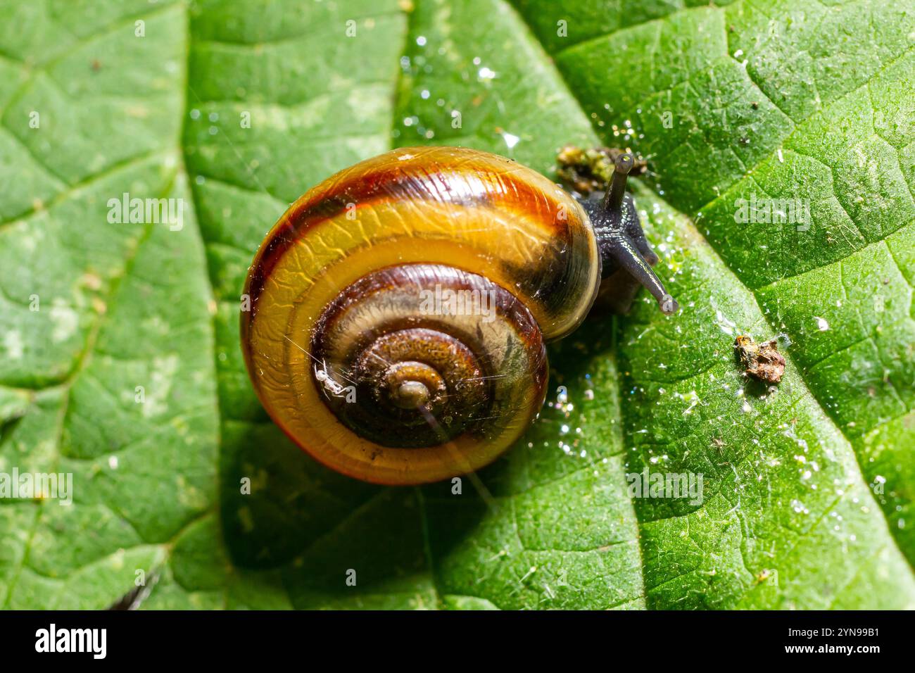 Oxychilus alliarius , commonly known as the garlic snail or garlic ...