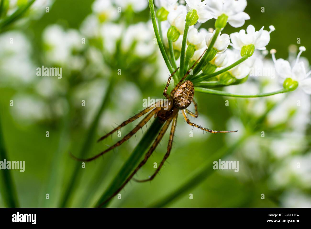 Long Jawed Spider Tetragnatha Extensa Long-Jawed Orb Weaver Spider ...