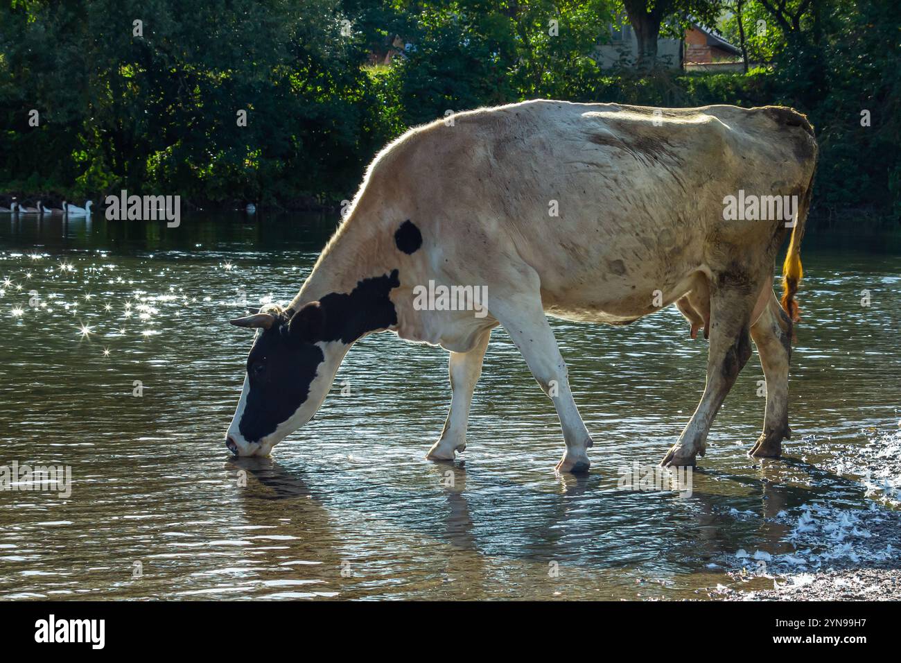 Cows drinking in water river hi-res stock photography and images - Alamy