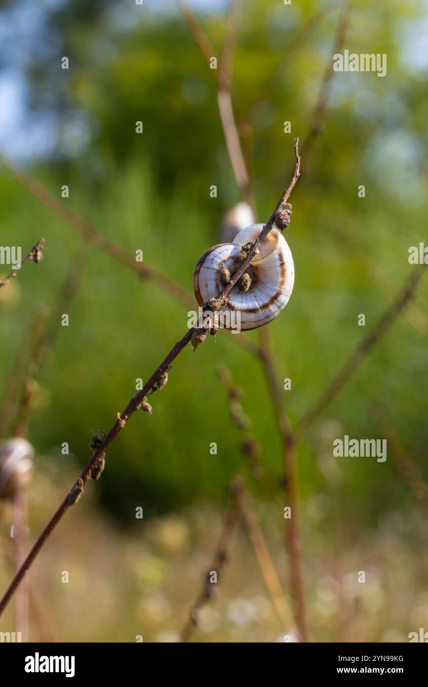 Heath snail Helicella itala banded form, a species of medium-sized, air ...