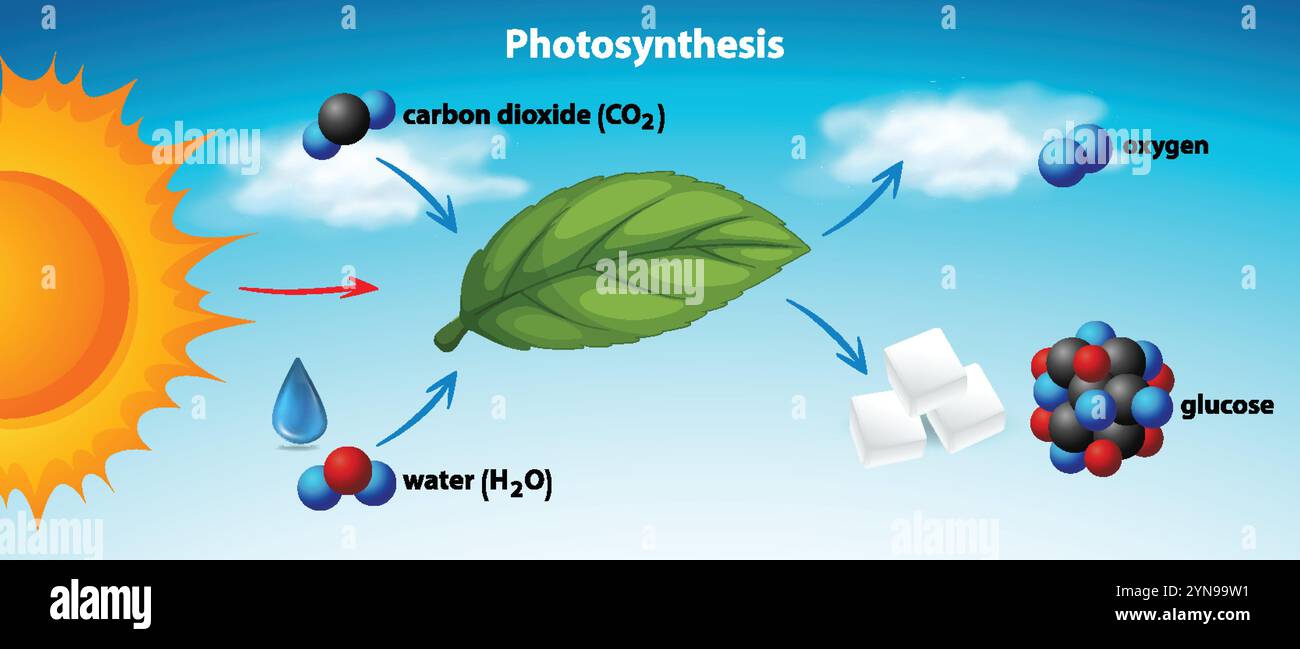 Diagram showing photosynthesis with sun, leaf, molecules Stock Vector Image & Art - Alamy