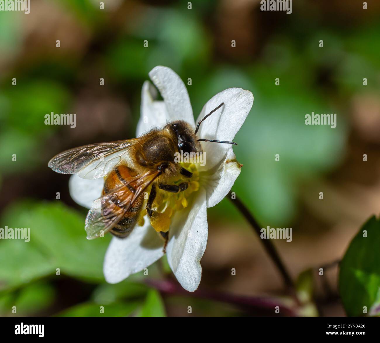 Bee, Western honey bee - Apis mellifera, with pollen sits on the flower of wood anemone Stock ...