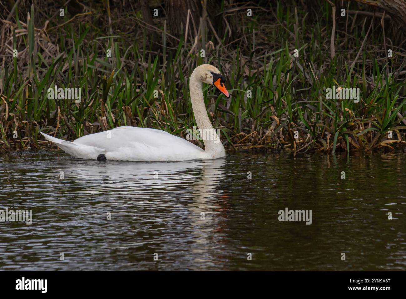 A white mute swan swims on a calm body of water. The water is blue. The ...