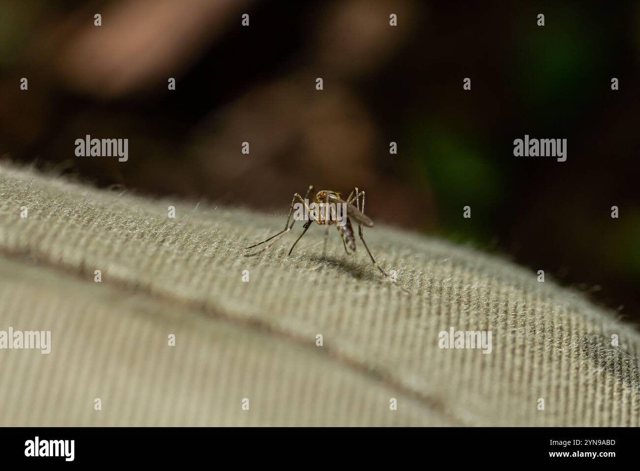 macro of Mosquito Suck in blood,Mosquito using mouth drill through ...