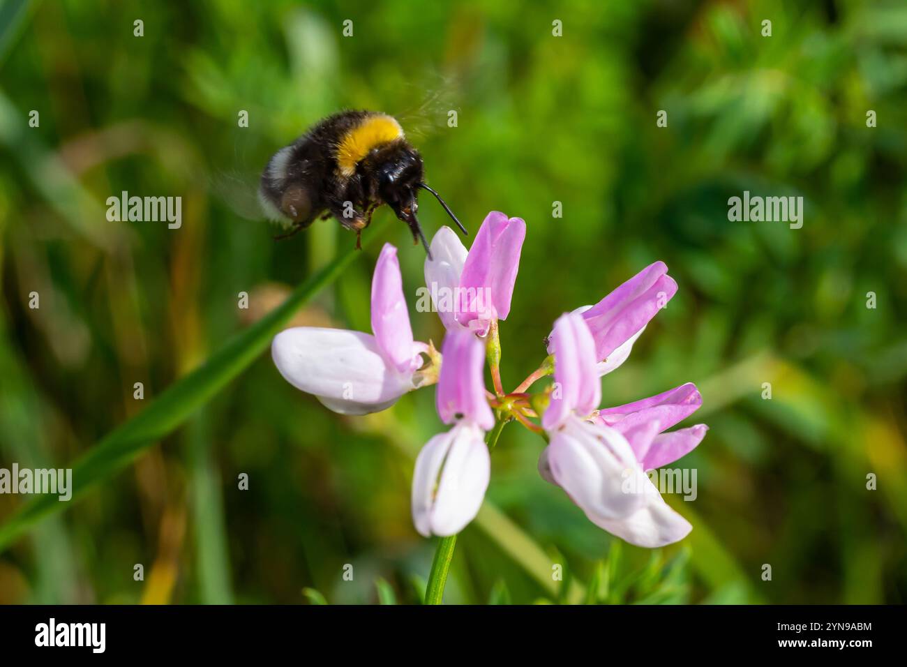 Closeup of bumblebee face hi-res stock photography and images - Alamy