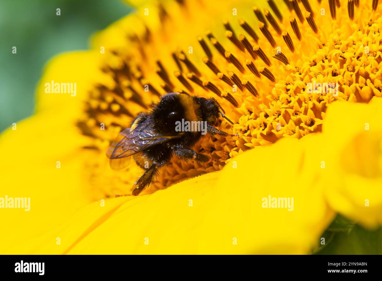 Bumblebee genus bombus hi-res stock photography and images - Alamy