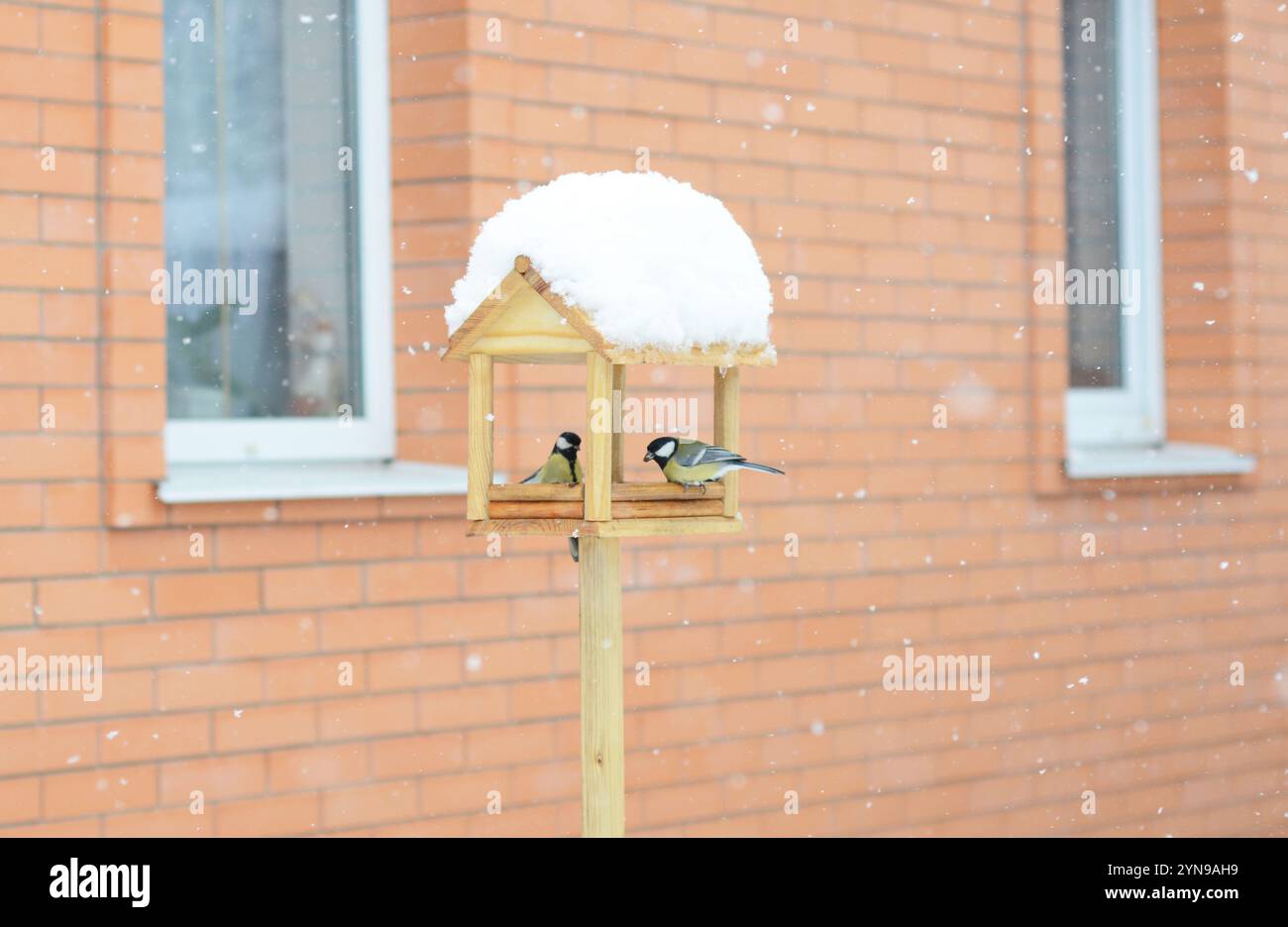 Feeding birds in winter. A wooden bird feeder where titmice feed on the ...