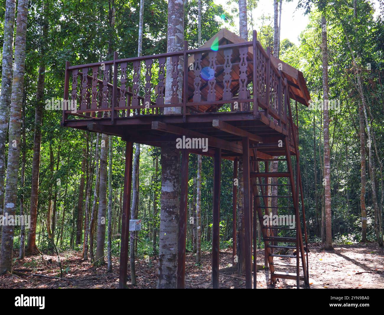 tree house with dayak carvings in the middle of meranti forest ...