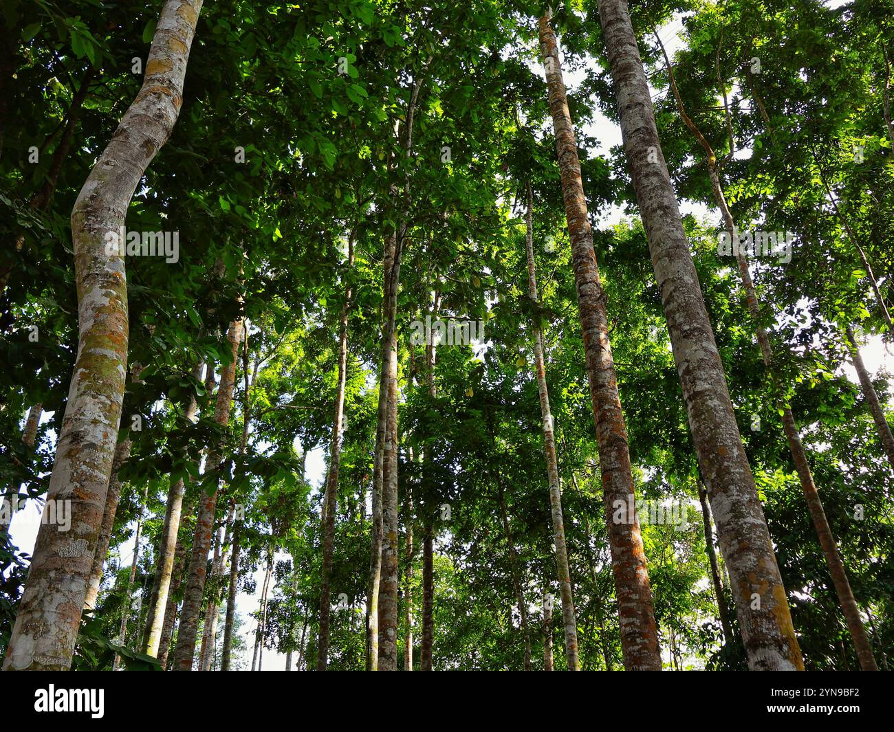 Bottom view of tall old trees in evergreen,meranti tree forest at borneo Stock Photo - Alamy