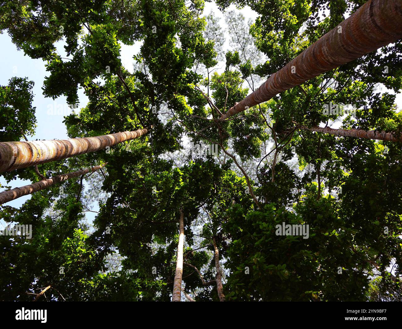 Bottom view of tall old trees in evergreen,meranti tree forest at ...