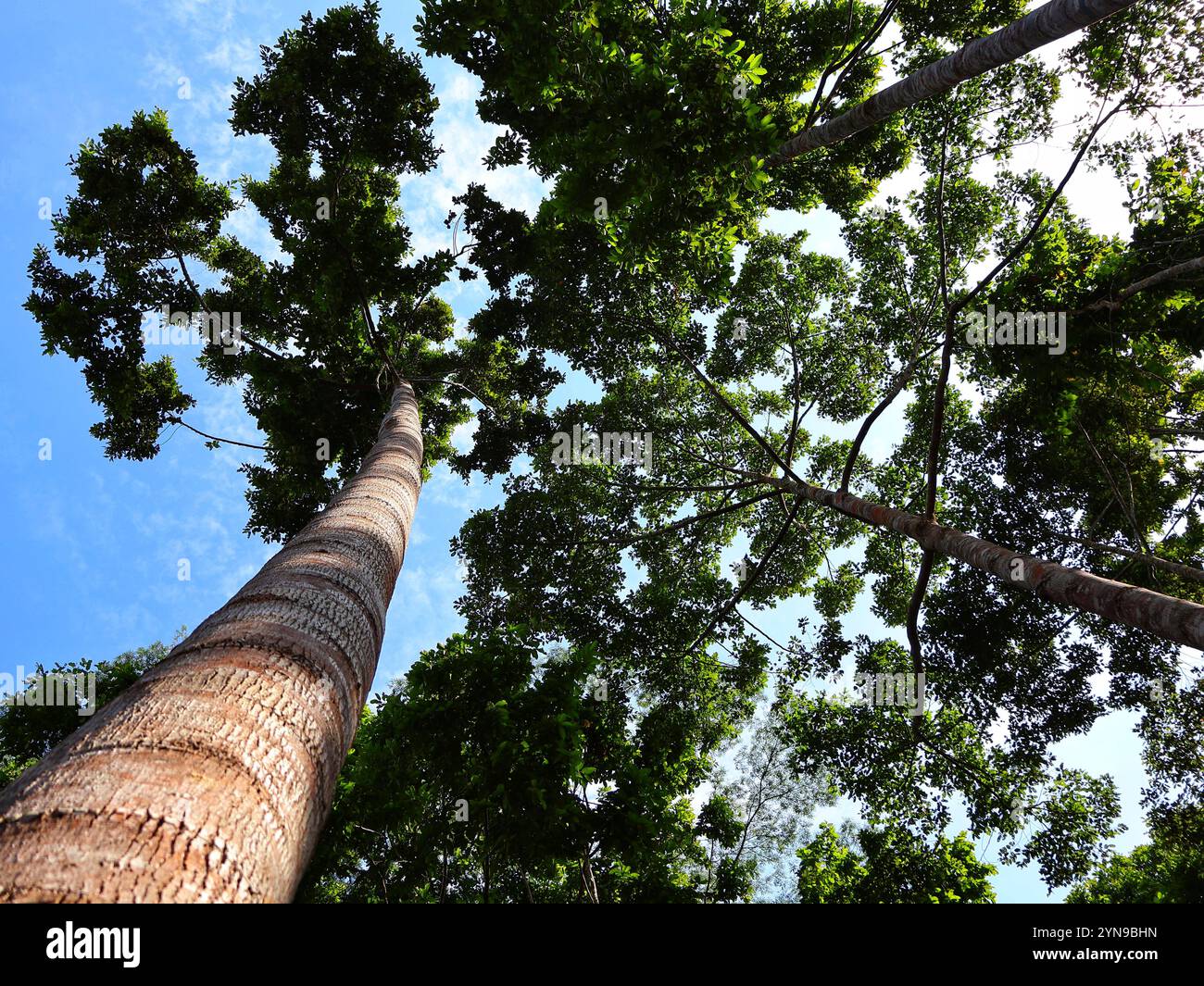 Bottom view of tall old trees in evergreen,meranti tree forest at borneo Stock Photo - Alamy