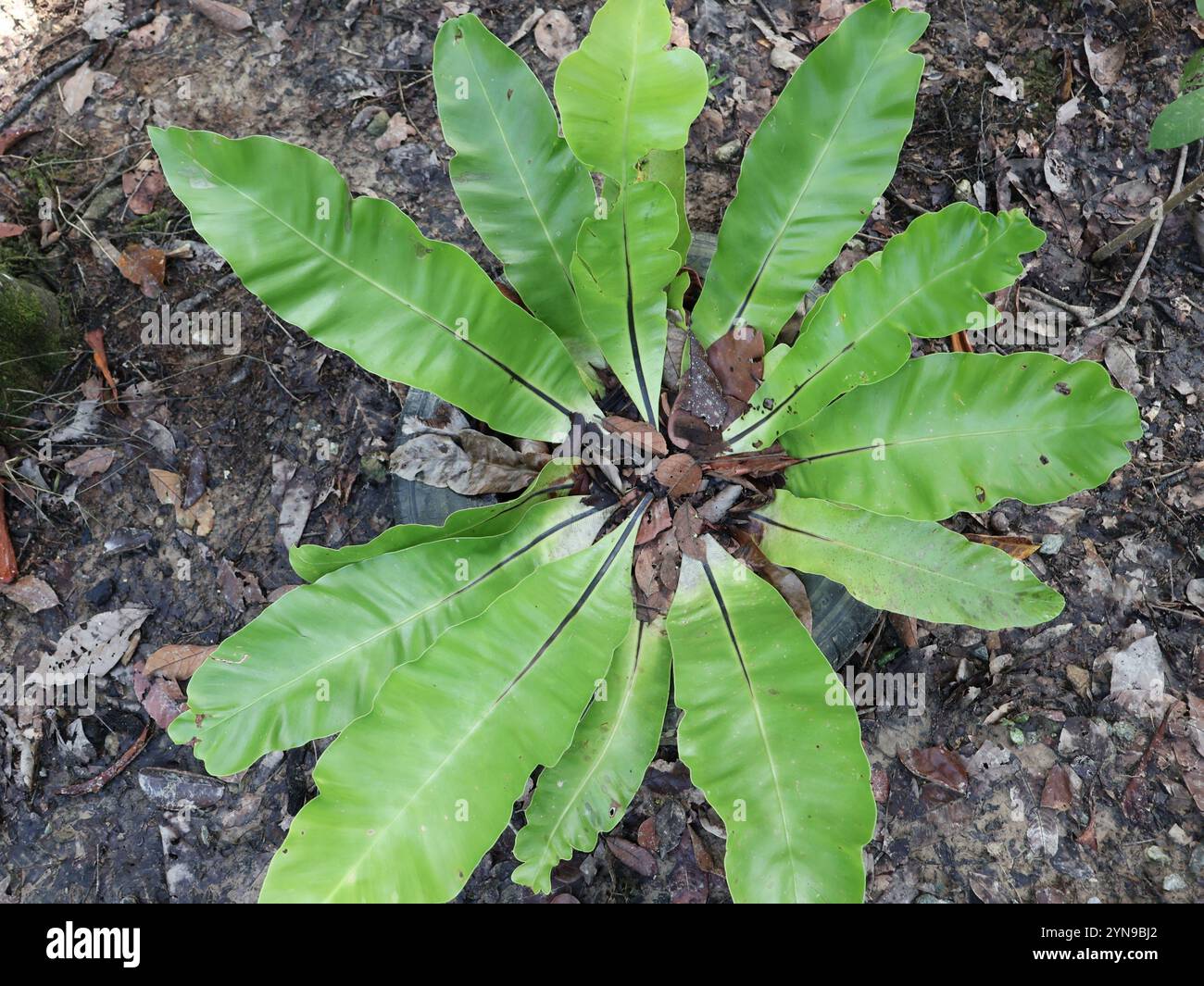 Beautiful asplenium nidus plant hi-res stock photography and images - Alamy