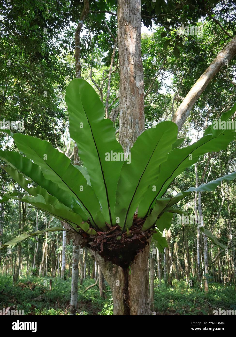 Cultivate Asplenium antiquum or bird's-nest ferns by attaching the ...