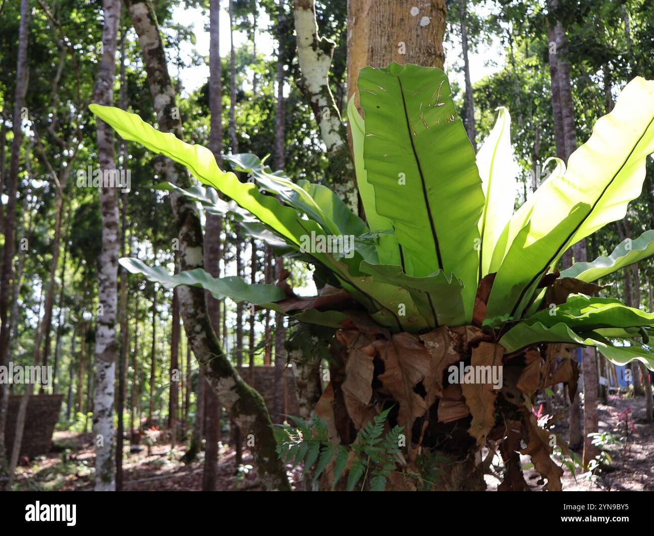 Cultivate Asplenium antiquum or bird's-nest ferns by attaching the ...