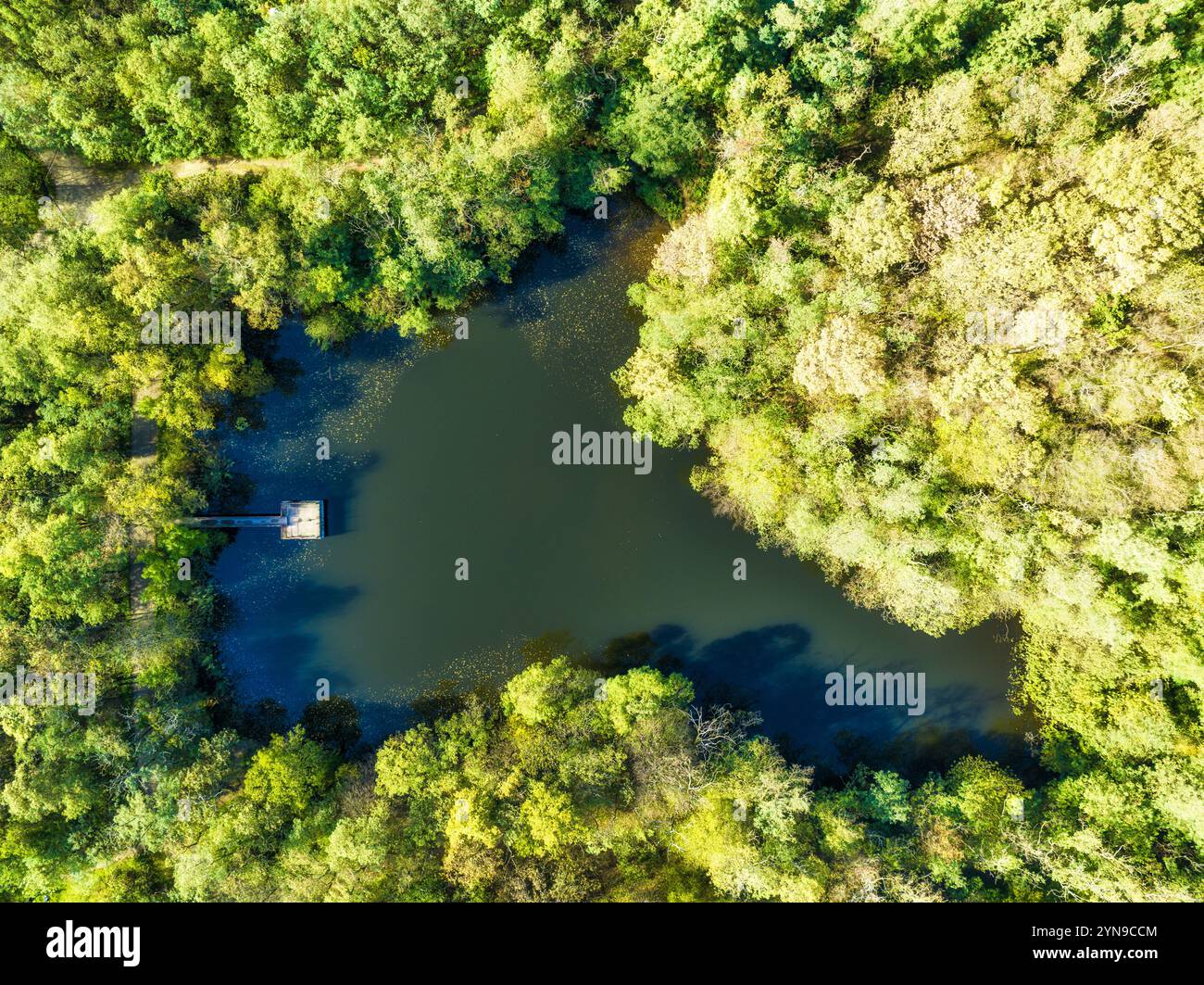 Forest road pine rainforest mountain hi-res stock photography and ...