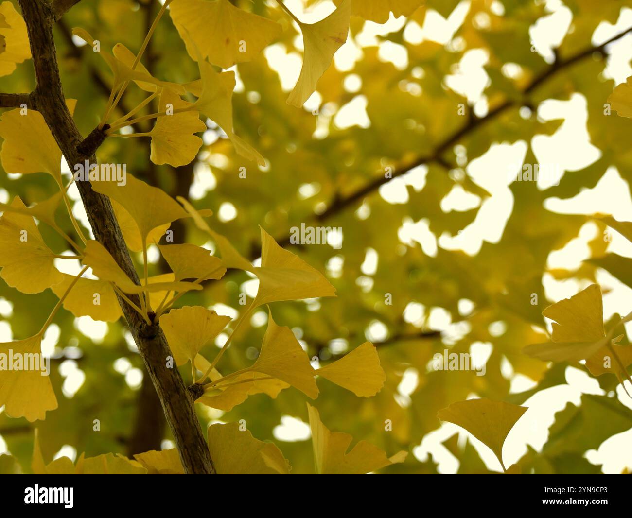 golden leaves in gingko biloba tree in autumn, fall foliage background. Seasonal nature details ...
