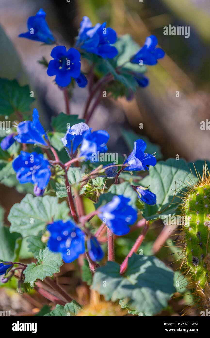 Field with colorful Wildflowers in Tucson, Arizona Stock Photo - Alamy