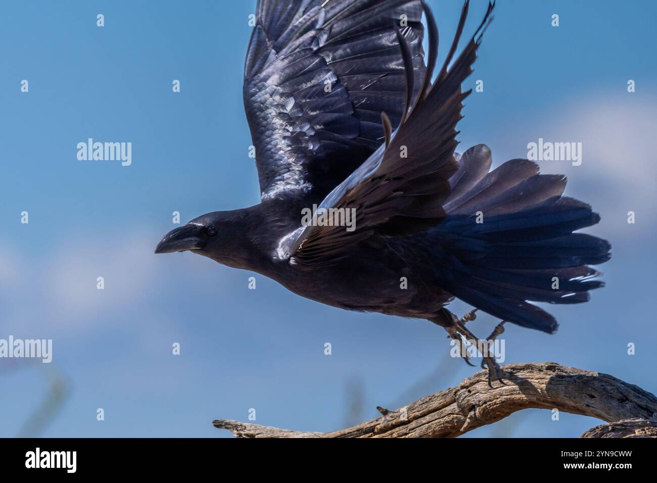 A Common Raven in Tucson, Arizona Stock Photo - Alamy