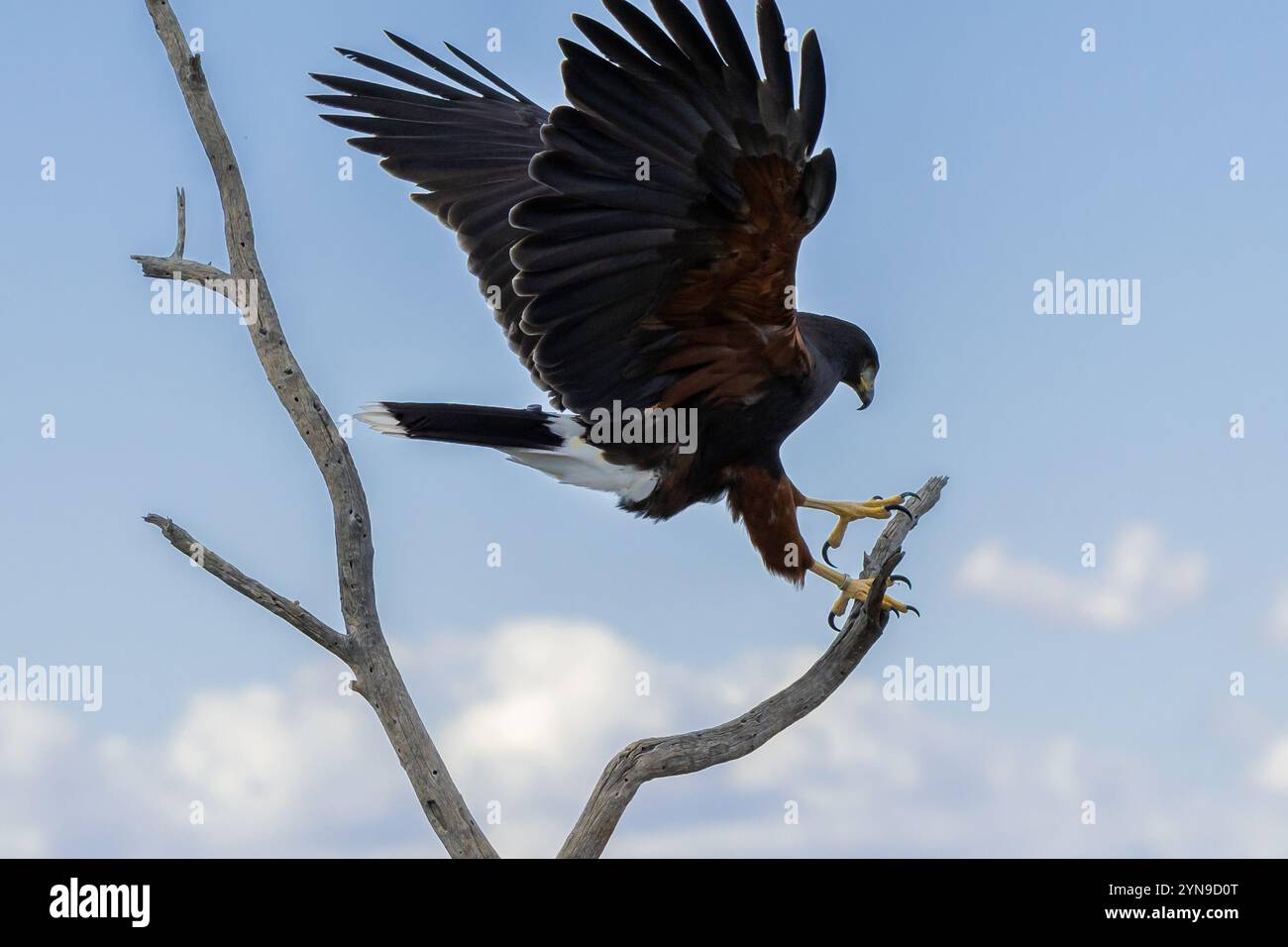 A dark brown Harris Hawk in Tucson, Arizona Stock Photo - Alamy