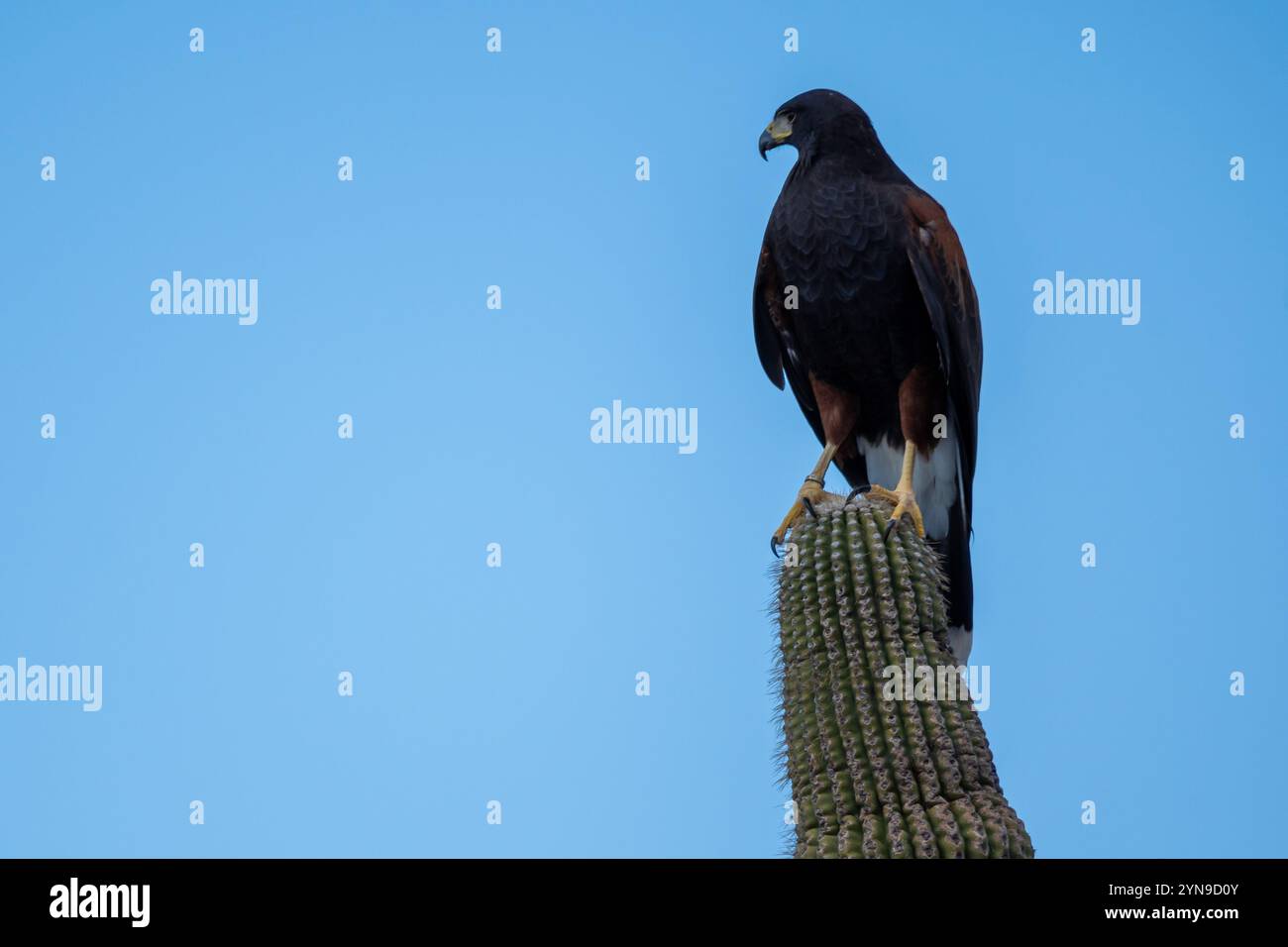 A dark brown Harris Hawk in Tucson, Arizona Stock Photo - Alamy