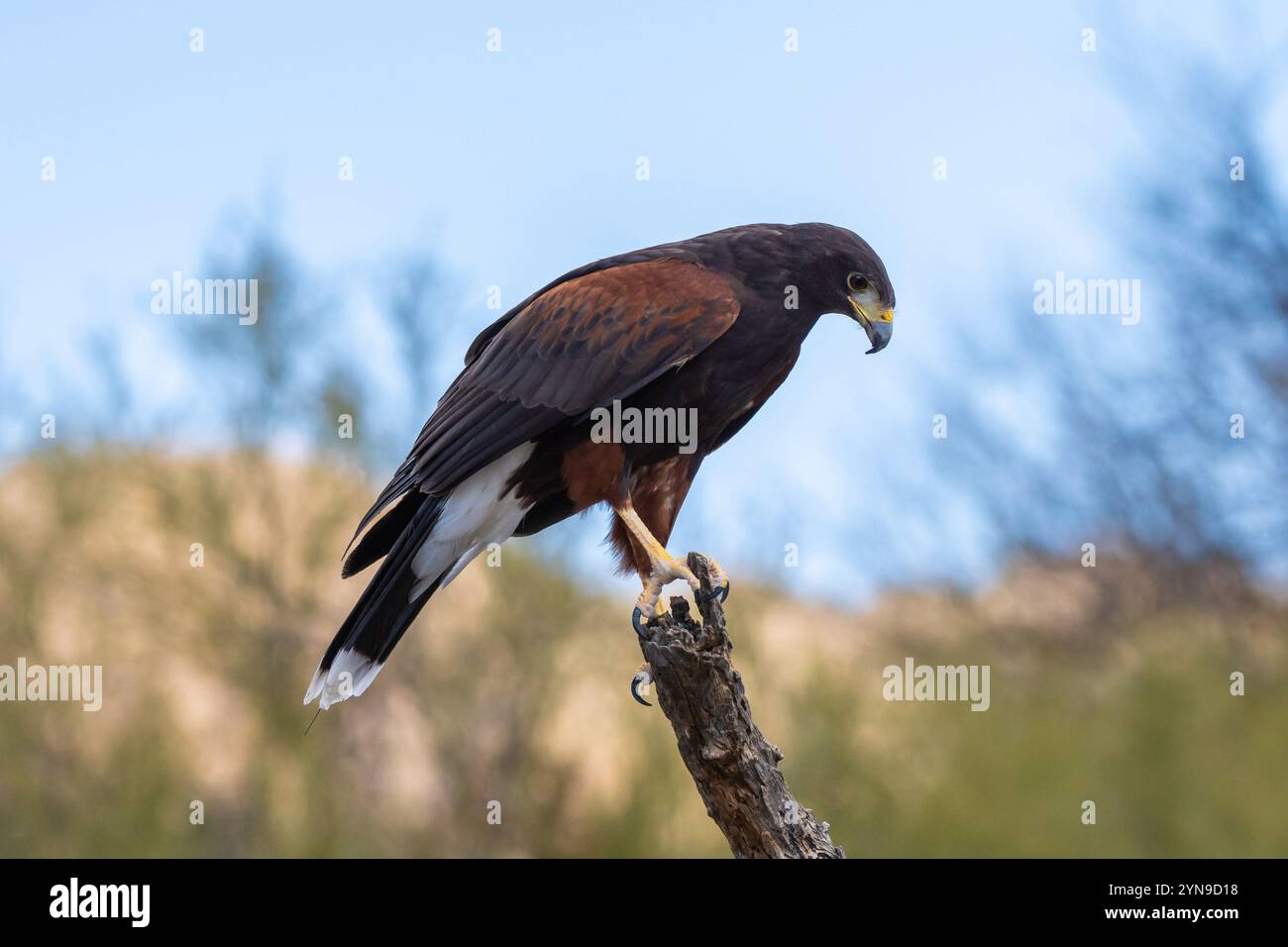 A dark brown Harris Hawk in Tucson, Arizona Stock Photo - Alamy