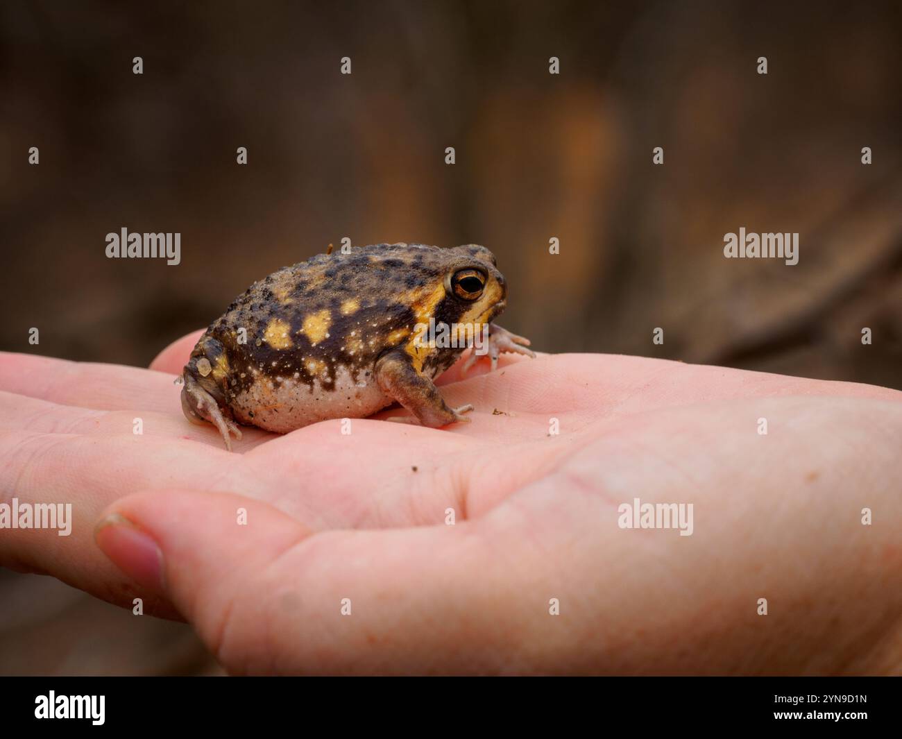 Rain frog, Limpopo Province, South Africa Stock Photo - Alamy