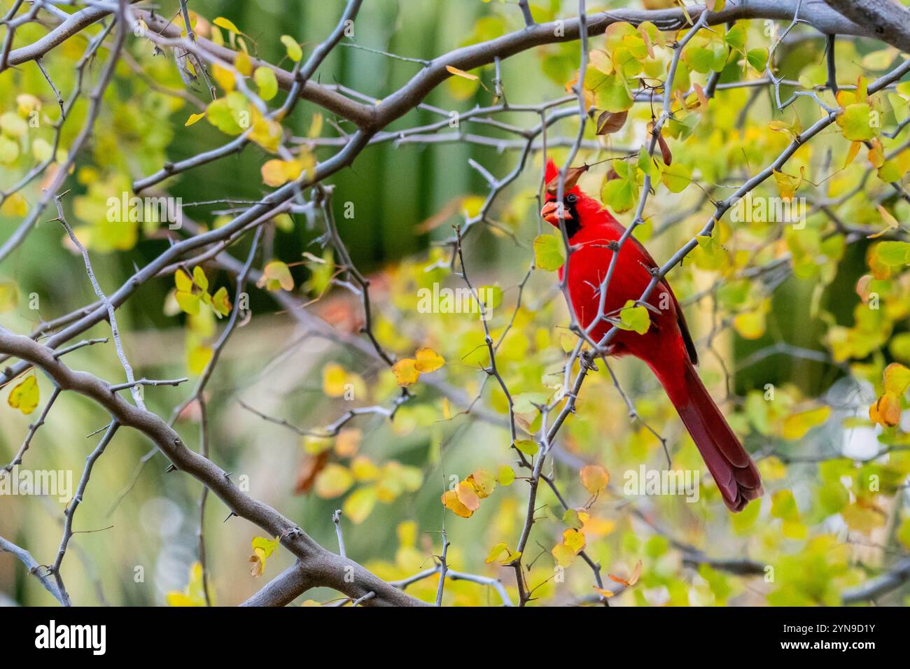 A Northern Cardinal in Tucson, Arizona Stock Photo - Alamy