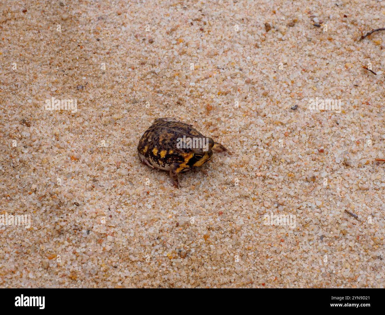 South africa rain frog hi-res stock photography and images - Alamy