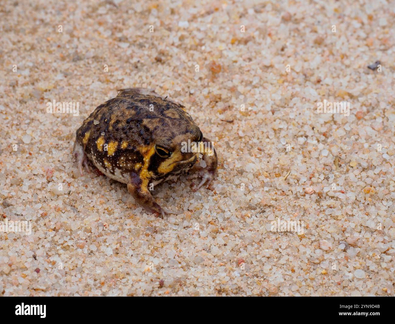 Rain frog, Limpopo Province, South Africa Stock Photo - Alamy