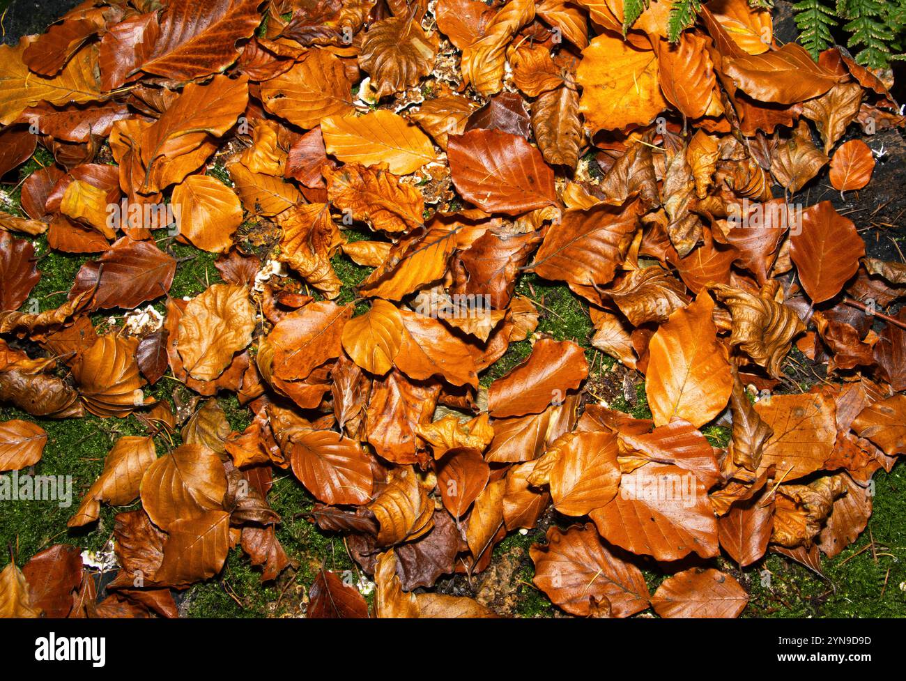 In autumn deciduous trees in the temperate zones of the world shed ...