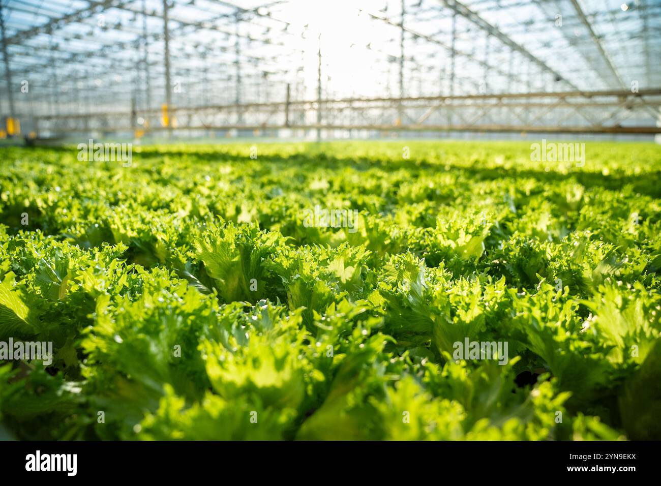 Frillice plant plantation in control greenhouse conditions. Soil based ...
