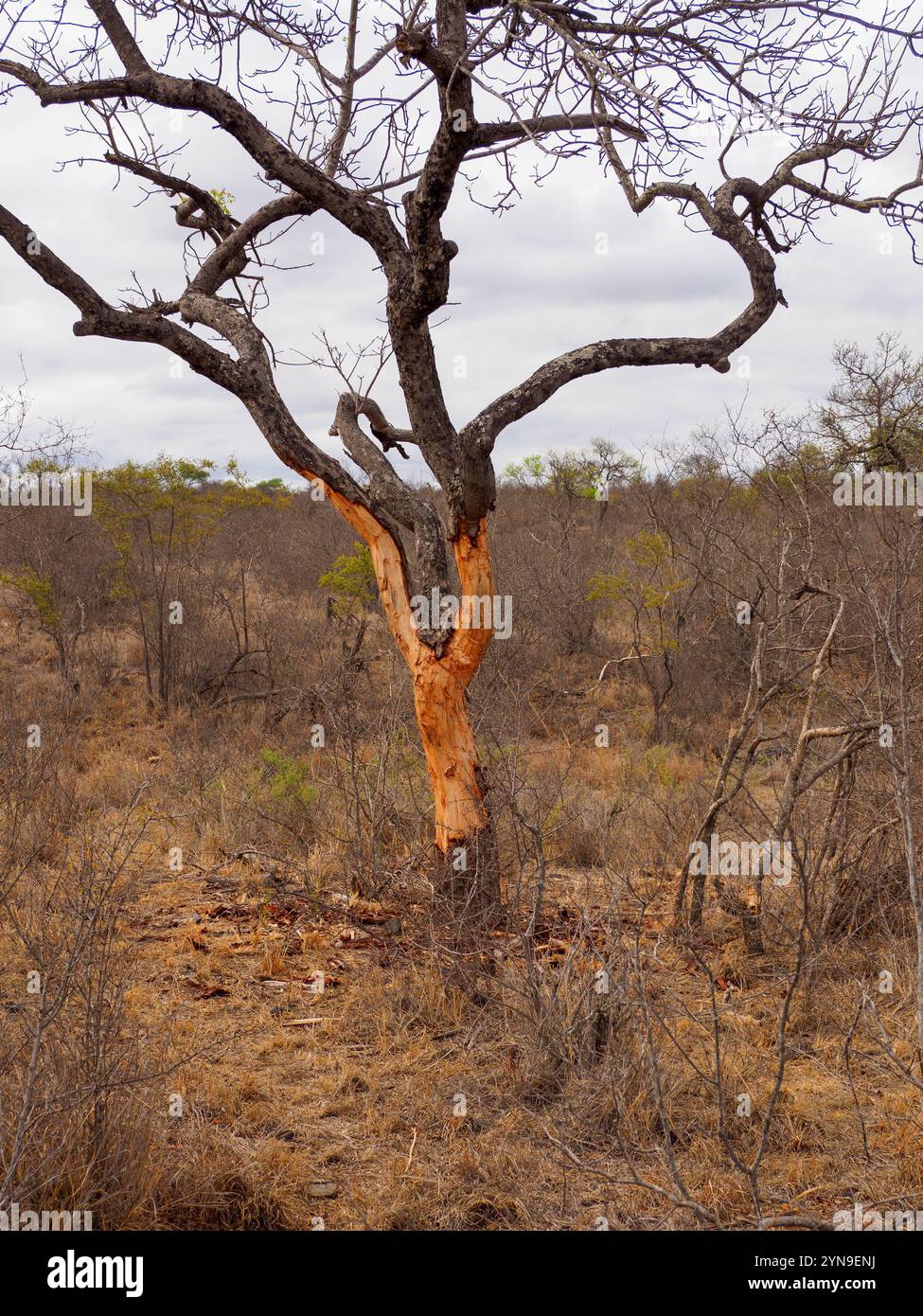 Elephant damage hi-res stock photography and images - Alamy