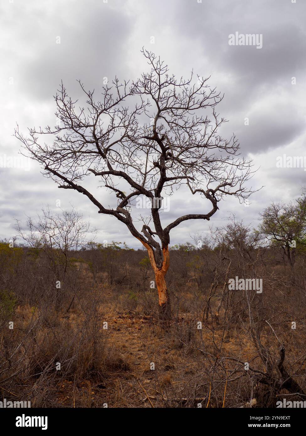 Elephant damage on a tree, Limpopo Province, South Africa Stock Photo ...