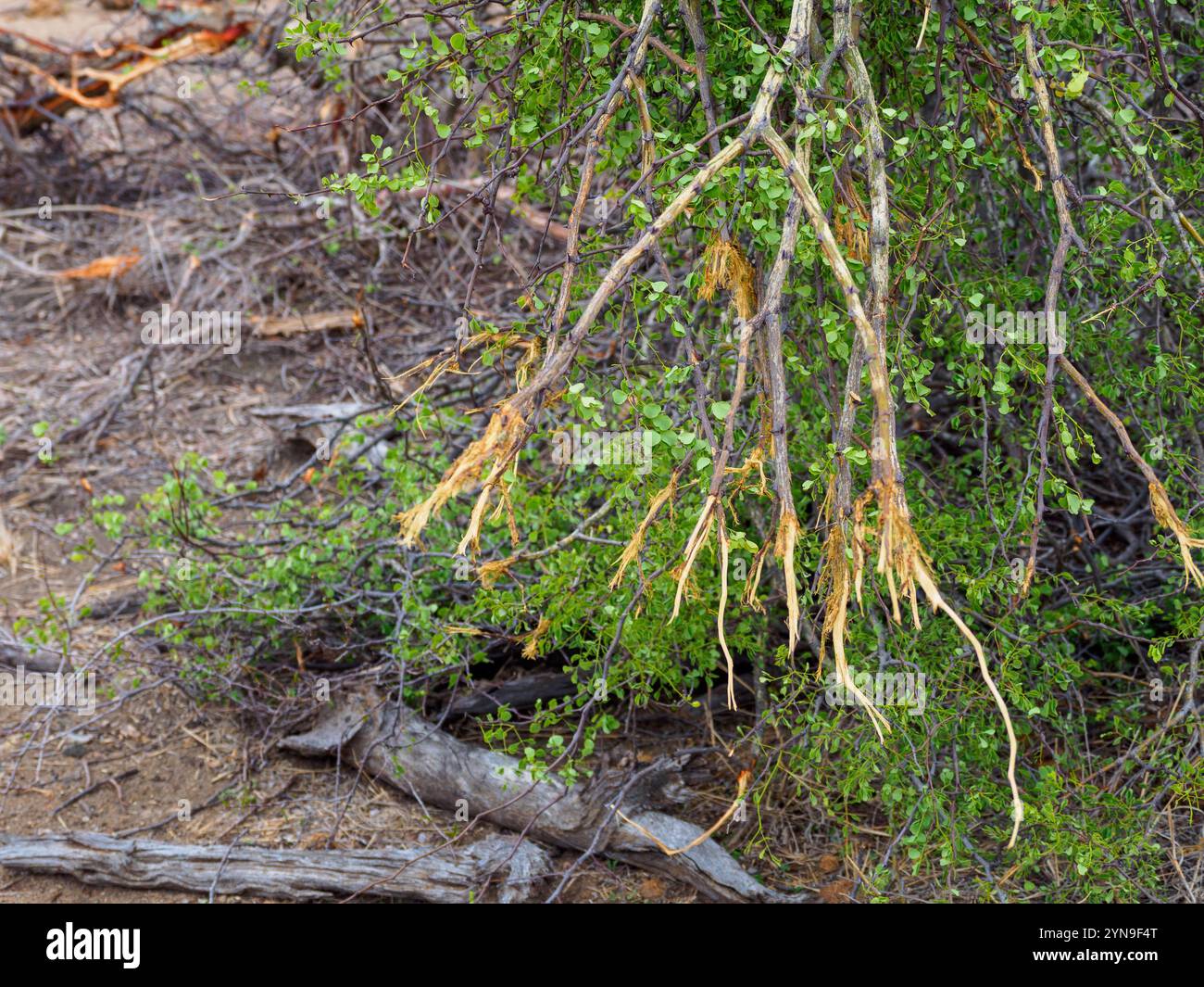 Elephant damage on tress, Limpopo province, South Africa Stock Photo ...