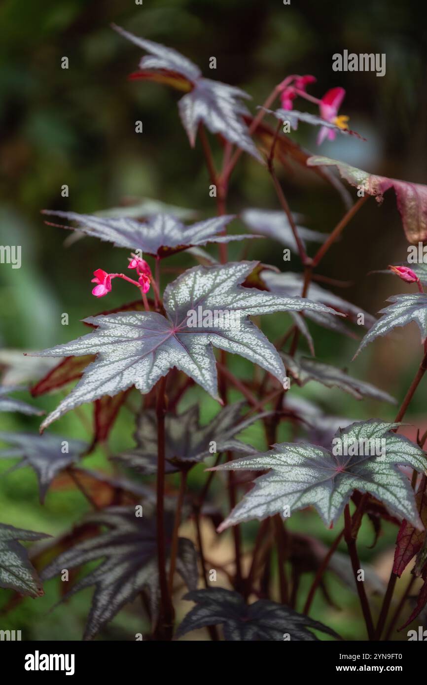 Ornamental foliage begonia 'Little Brother Montgomery' with beautiful ...
