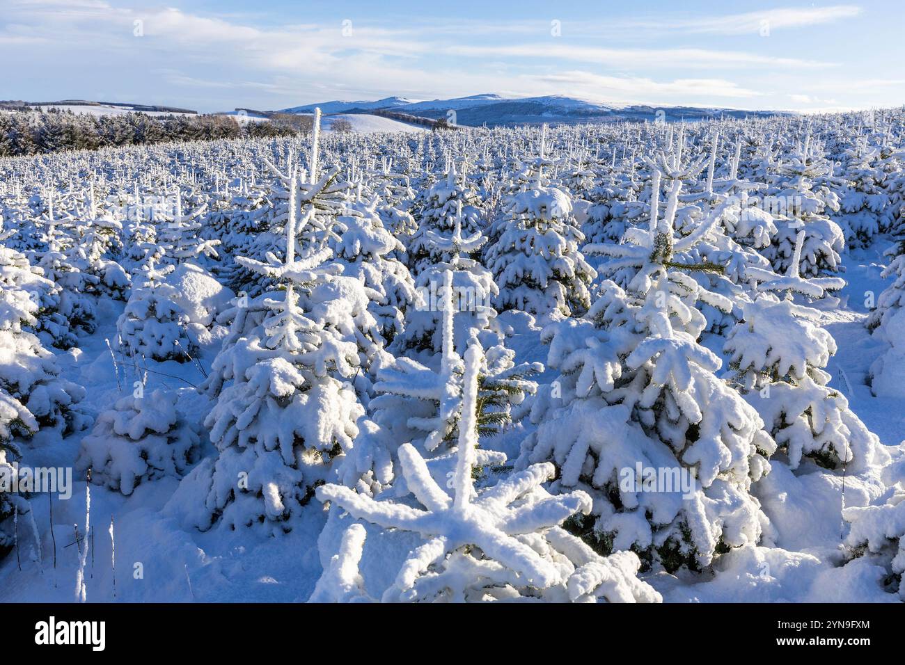 EDITORIAL USE ONLY Snow-capped Nordmann Fir and Norway Spruce trees at ...