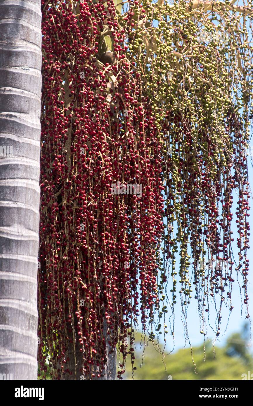Strands of red seeds of sub-tropical rainforest bangalow palm ...