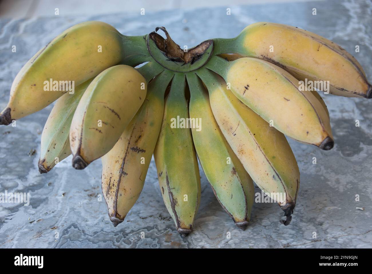 Large bunch (hand) of Lady Finger bananas (Musa acuminatan) freshly ...
