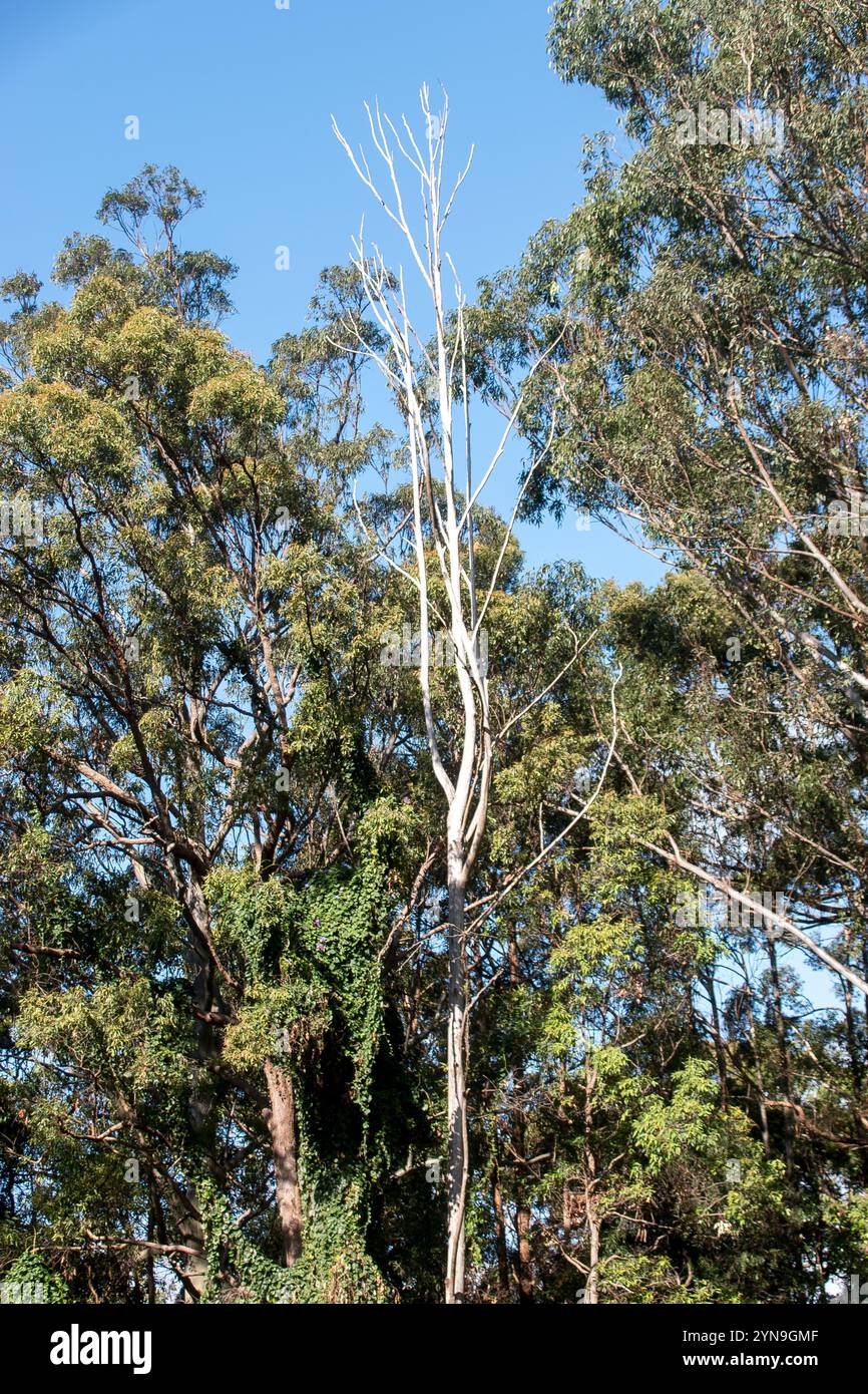Leafy edge hi-res stock photography and images - Alamy