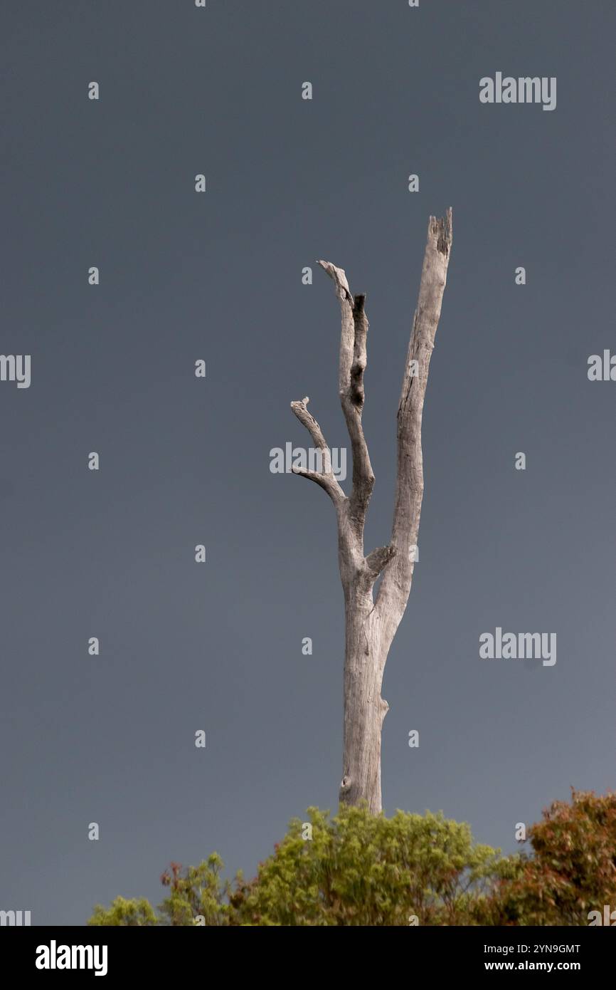 Solitary Australian gum tree, eucalyptus, killed by ring-barking to ...