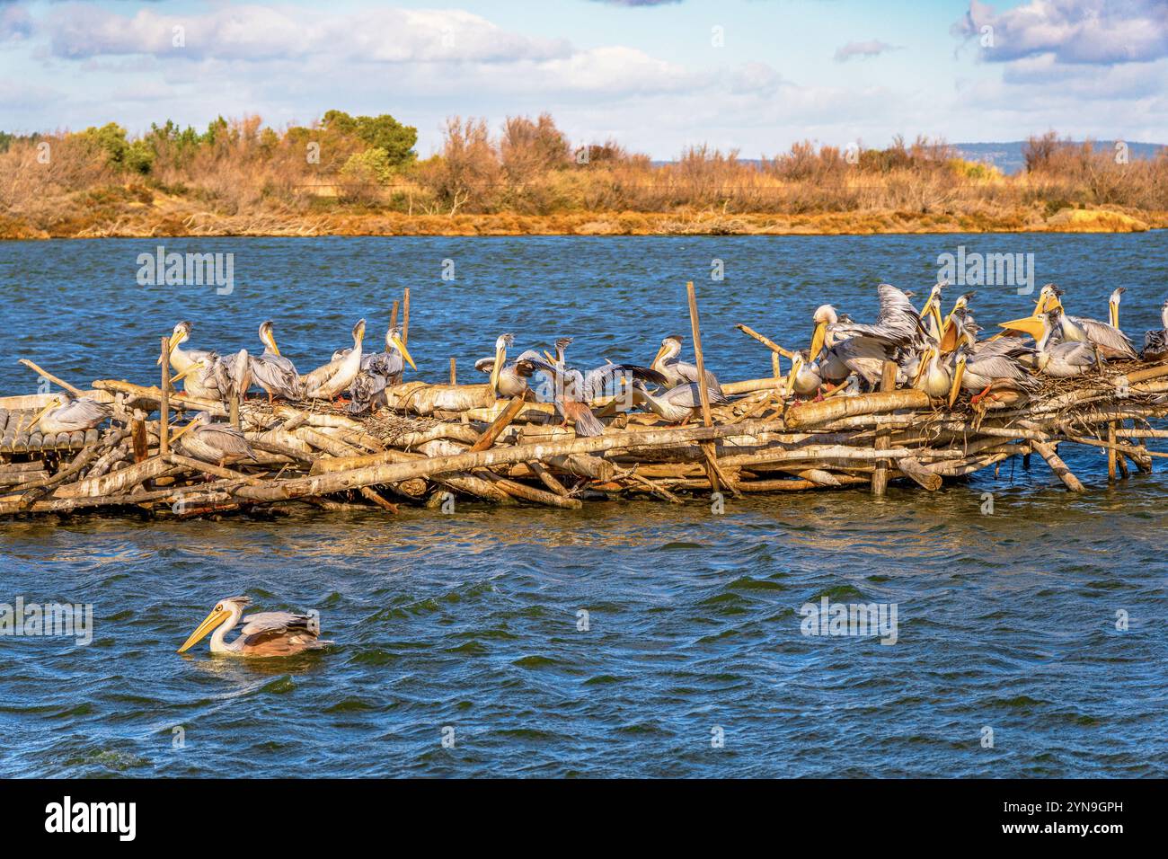 Flock of pelicans resting nesting on a floating wooden nest structure ...