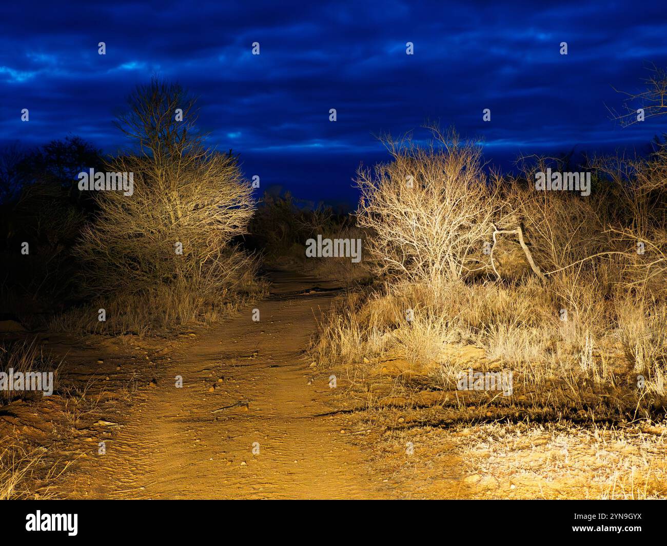 Night view of the African bush, Limpopo Province, South Africa Stock ...
