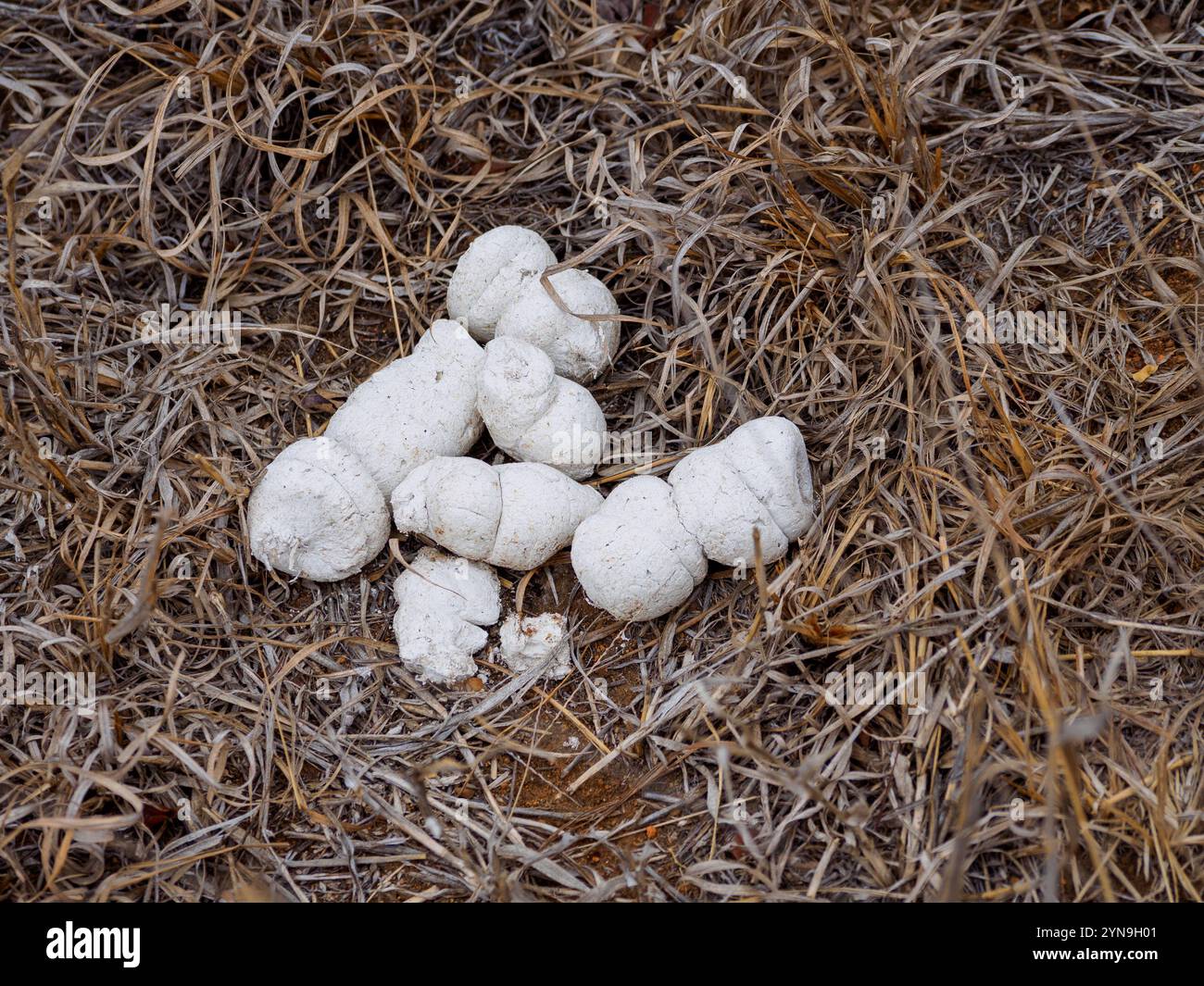 Hyena scat, Limpopo province, South Africa Stock Photo - Alamy