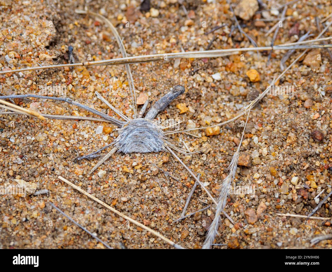 Trapdoor spider hole with trap closed, Limpopo Province, South Africa ...
