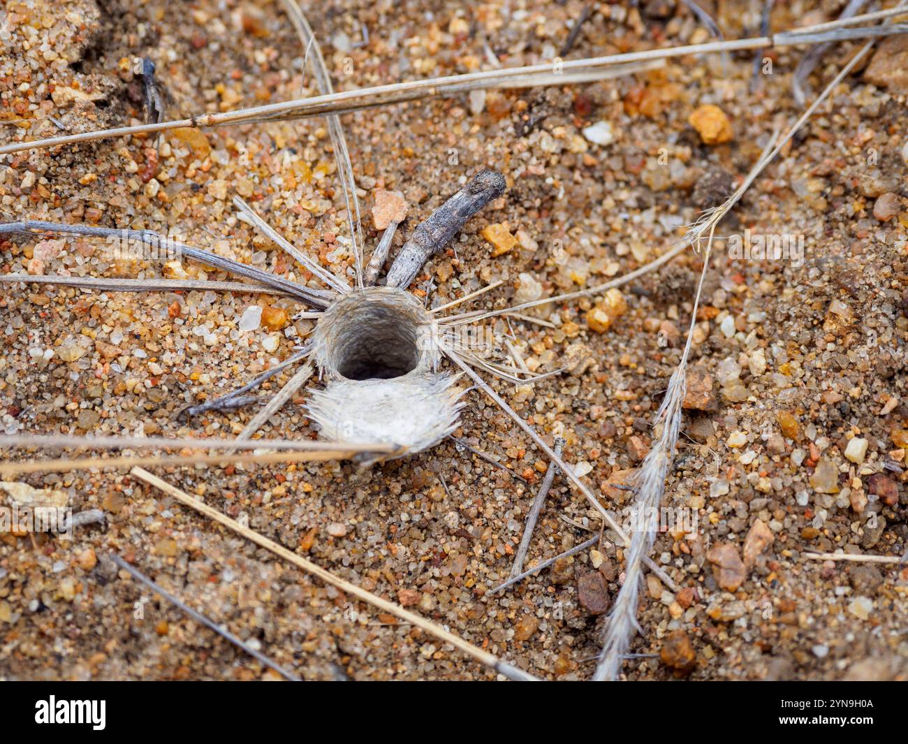 Trapdoor spider hole with trap open, Limpopo Province, South Africa ...