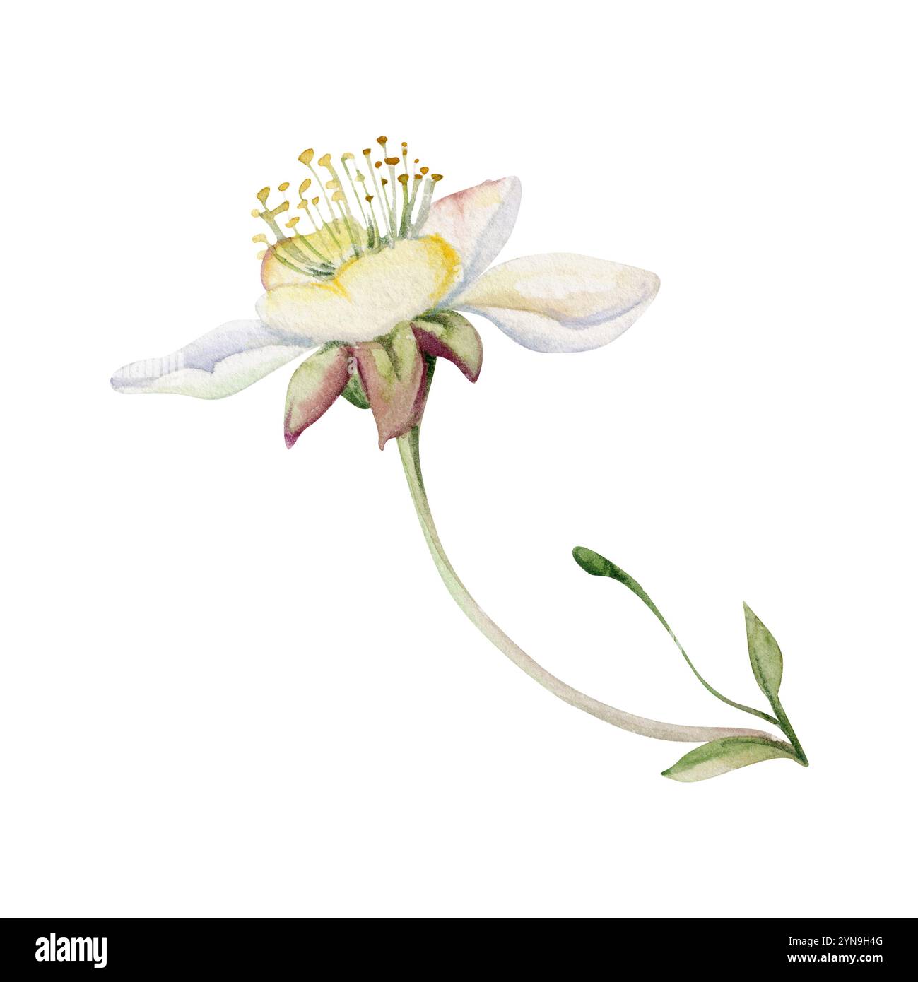 Early spring flowers, white cherry sakura apple blossom petals ...